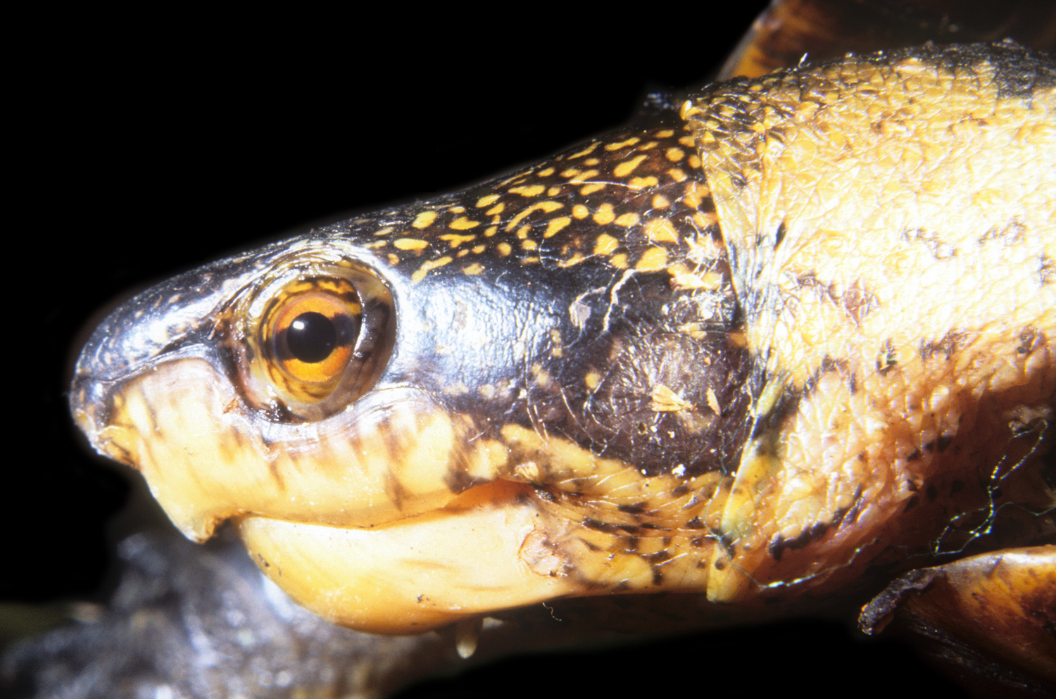 Galería Bioweb Ecuador