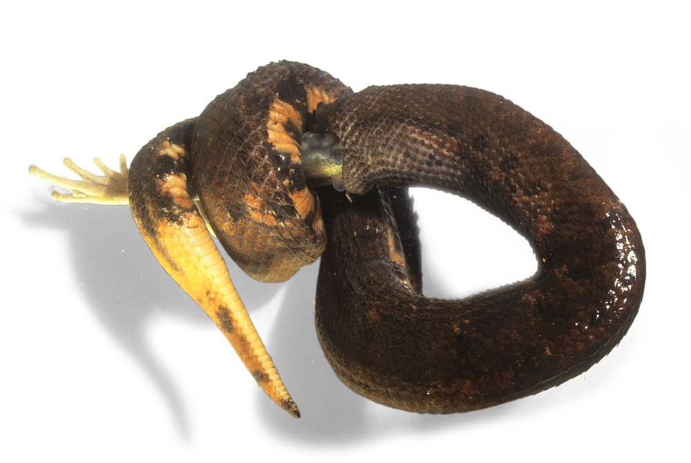 Galería Bioweb Ecuador