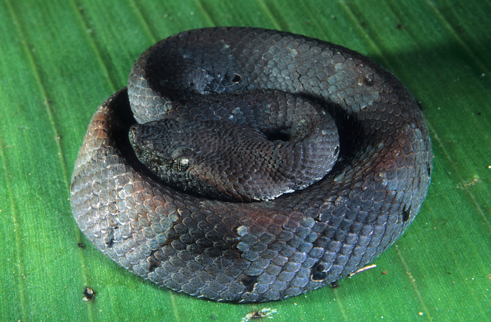 Galería Bioweb Ecuador