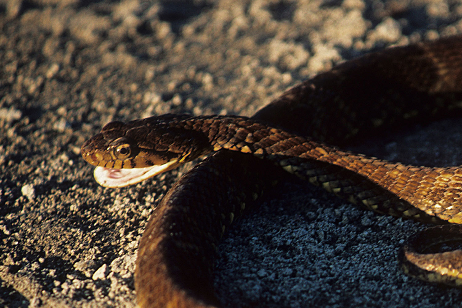 Galería Bioweb Ecuador