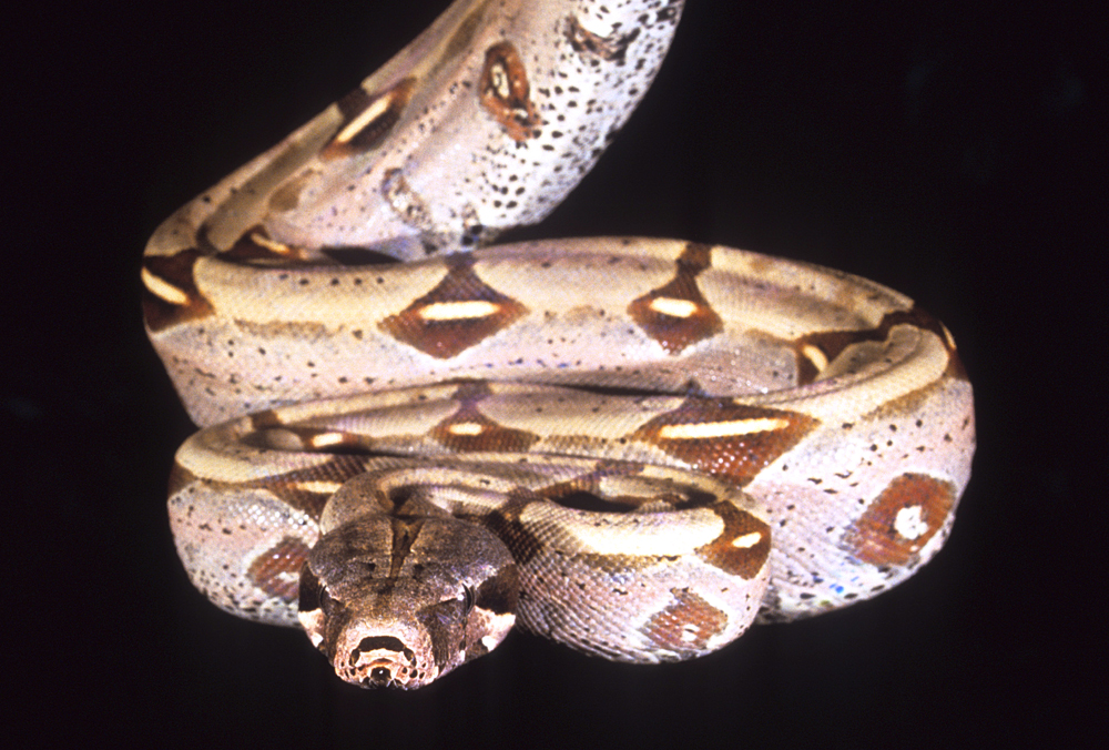 Galería Bioweb Ecuador