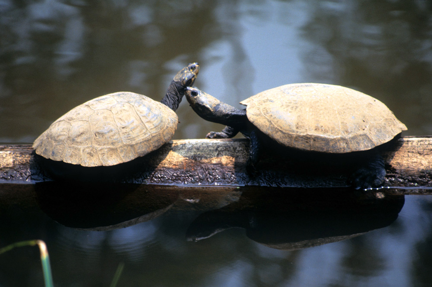 Galería Bioweb Ecuador