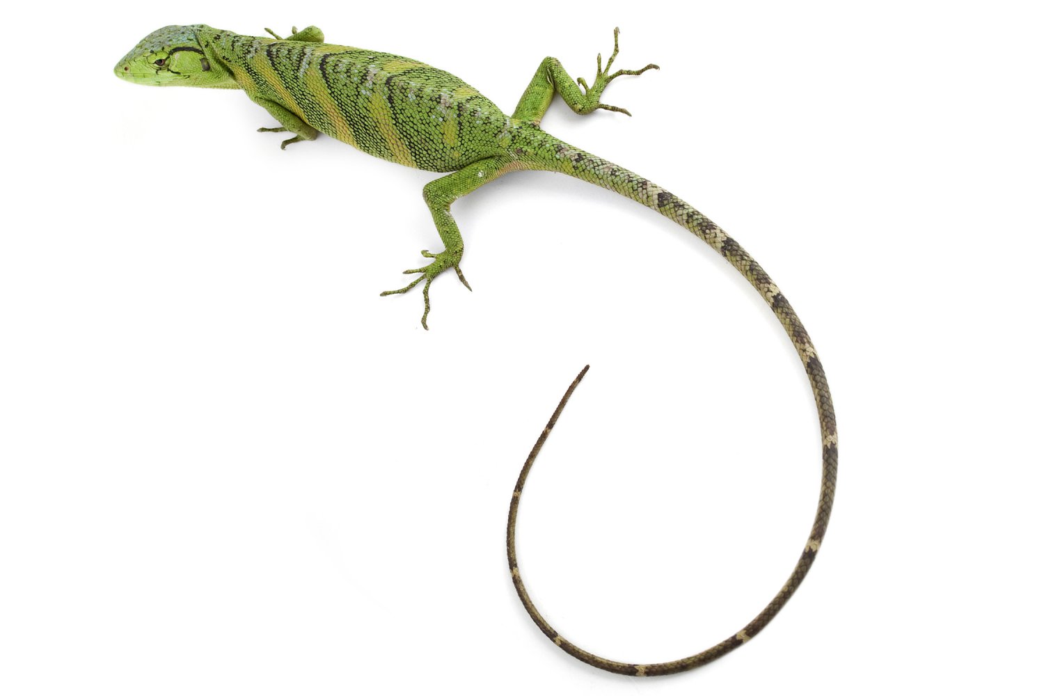 Reptiles del Ecuador