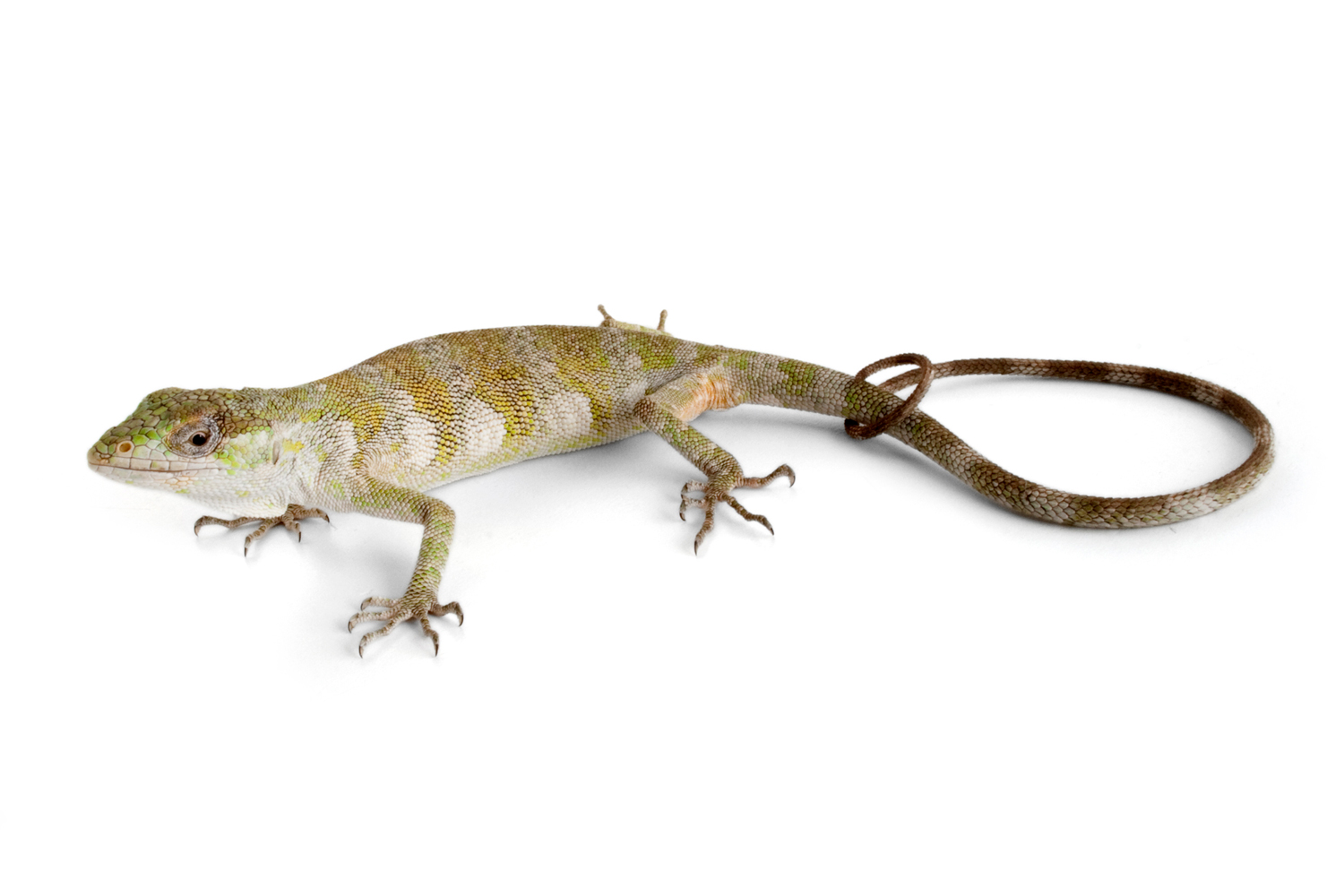 Reptiles del Ecuador