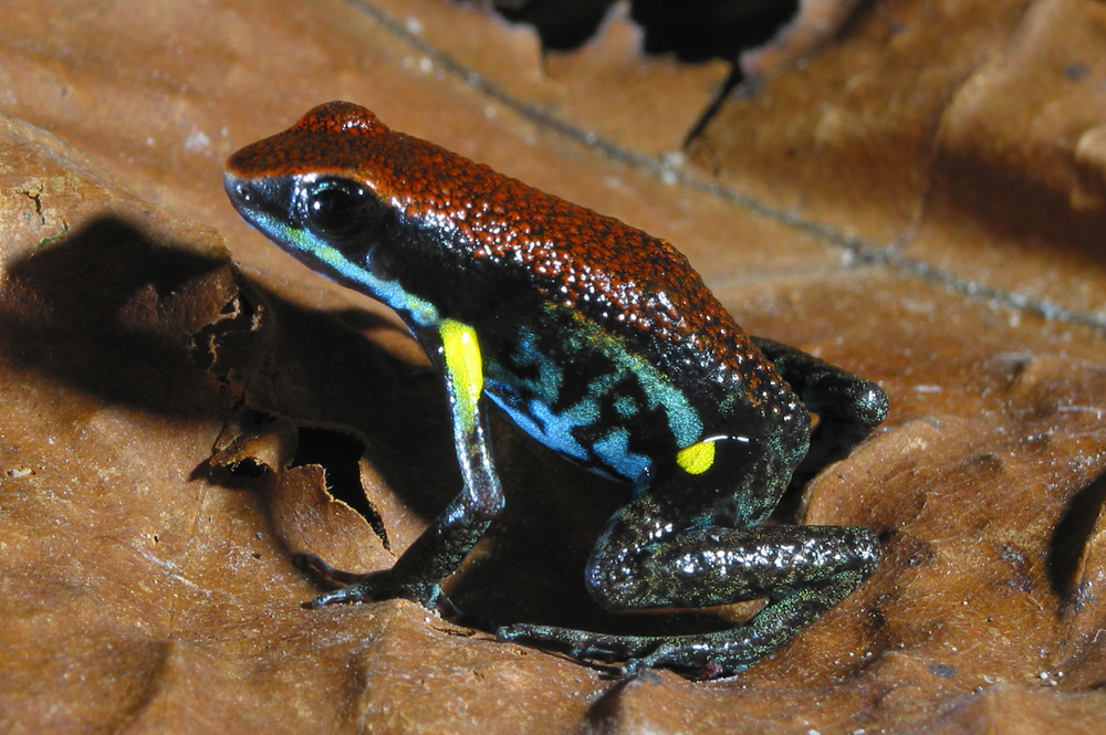 Galería Bioweb Ecuador