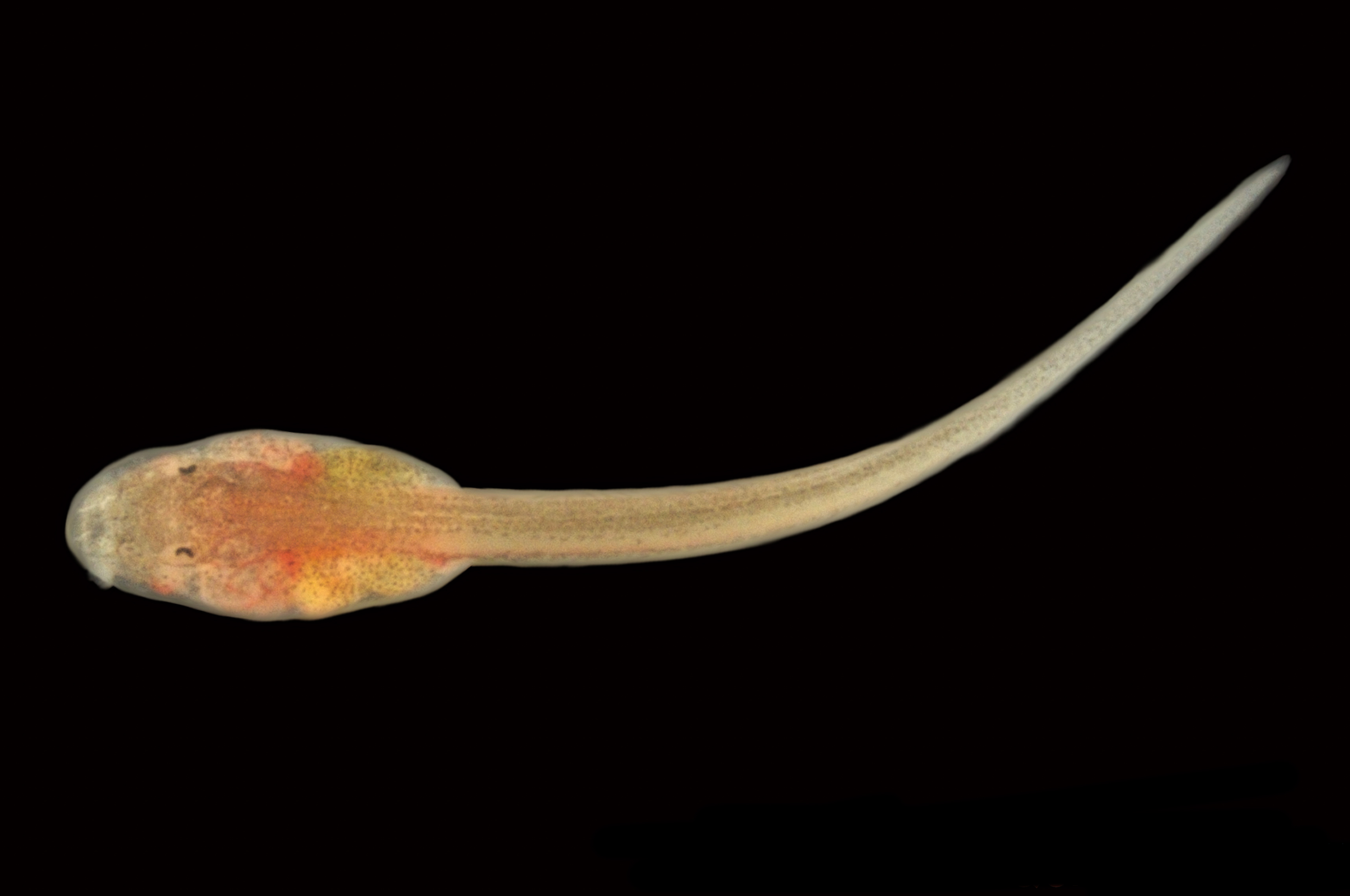 Anfibios del Ecuador