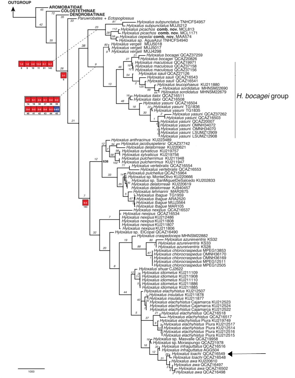 Anfibios del Ecuador