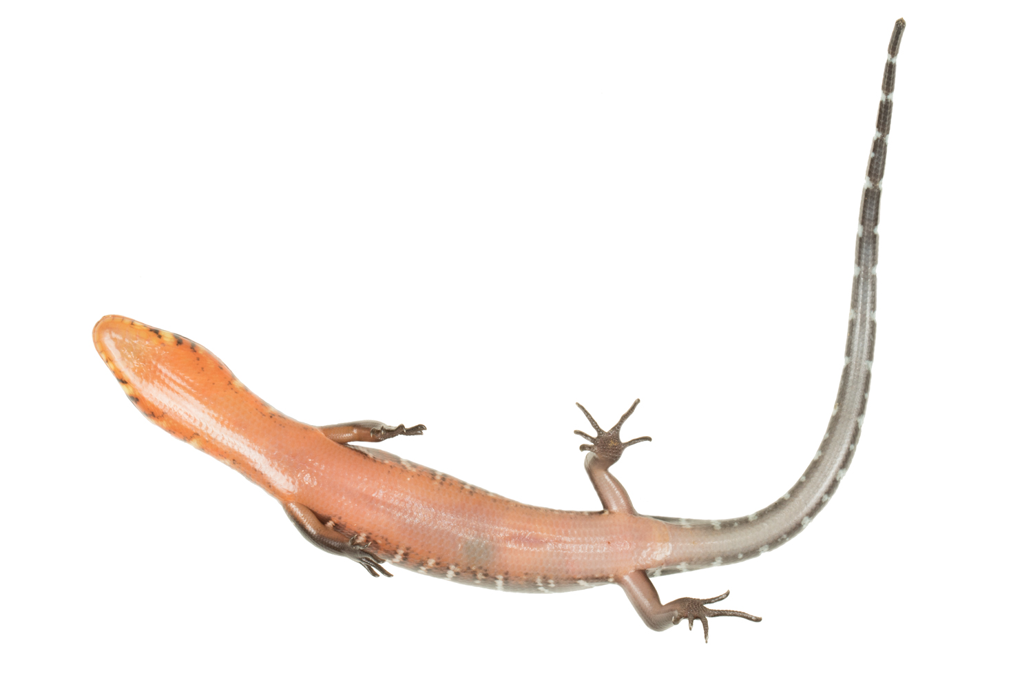 Galería Bioweb Ecuador