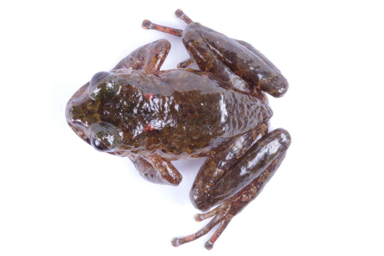 Anfibios del Ecuador