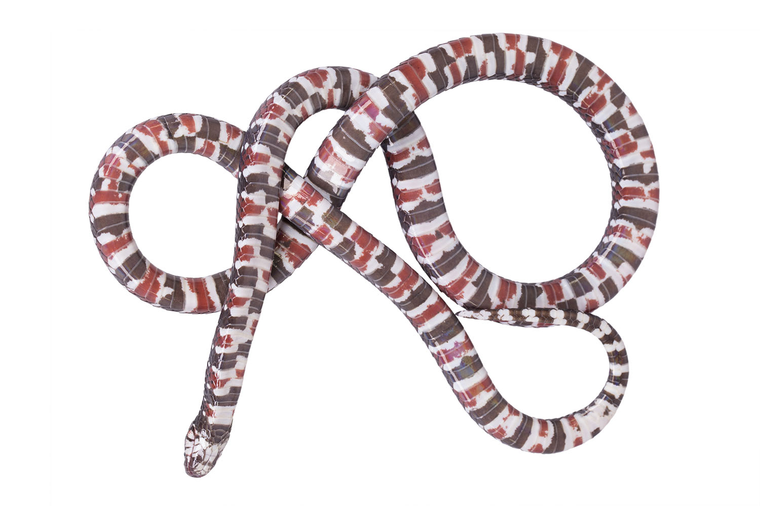 Reptiles del Ecuador