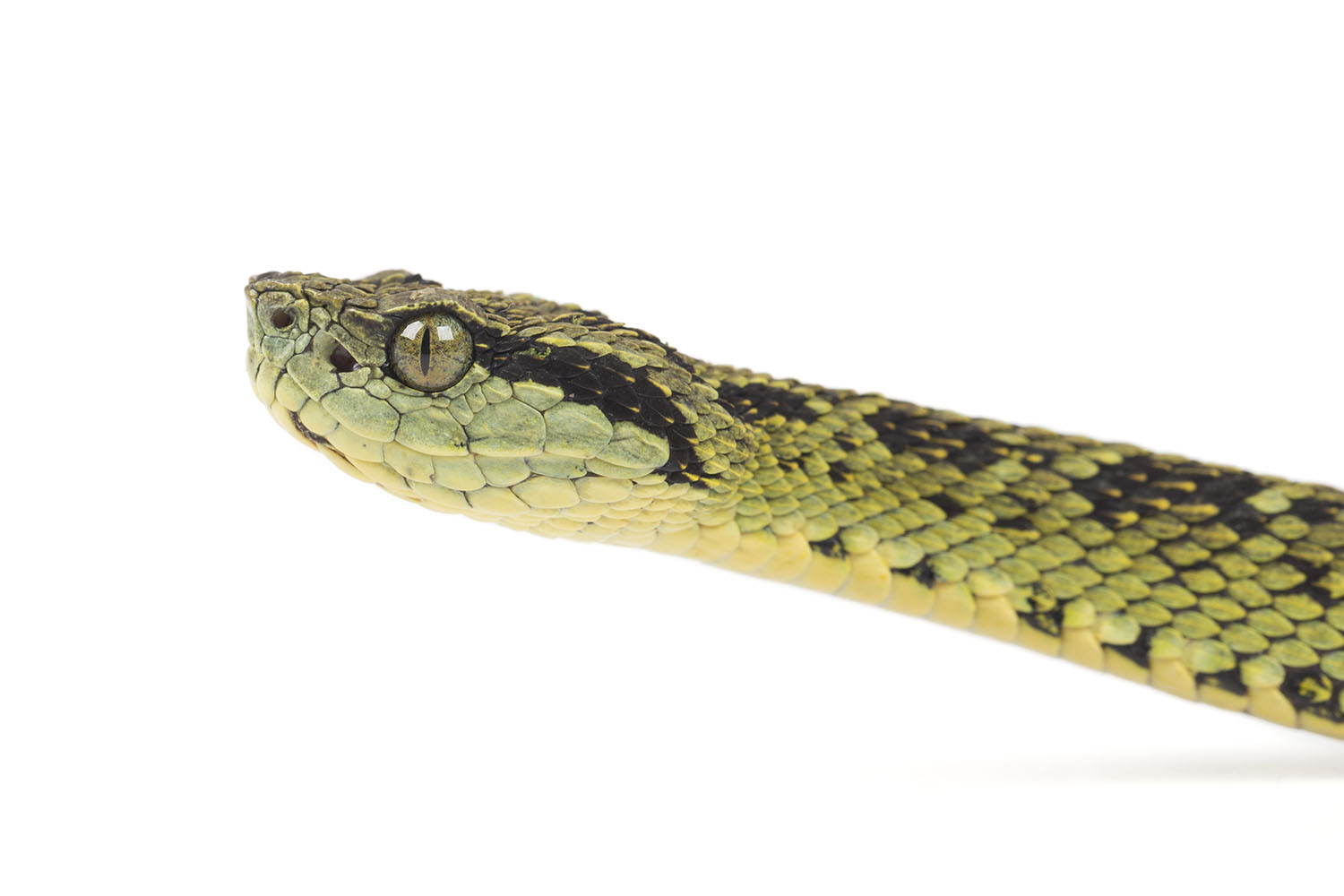 Reptiles del Ecuador