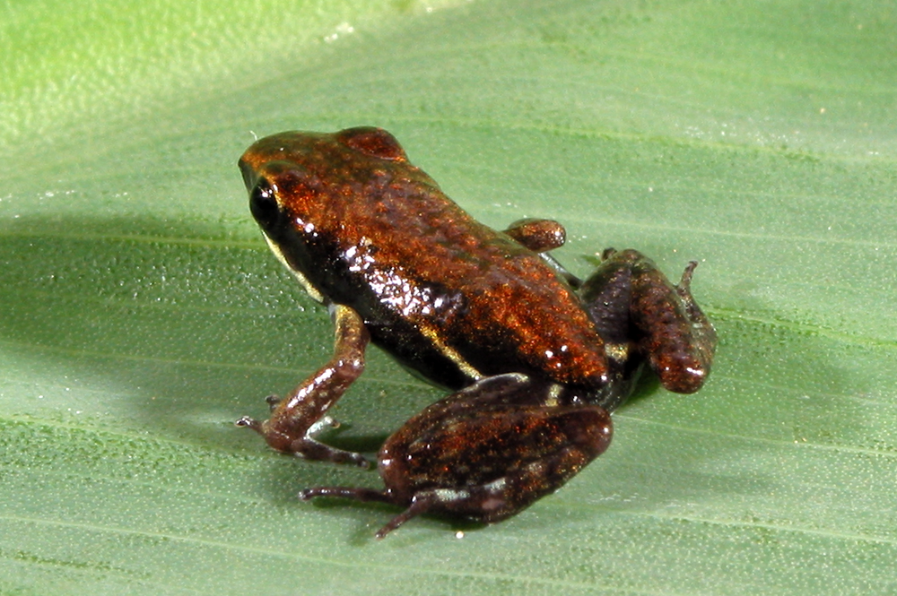 Galería Bioweb Ecuador