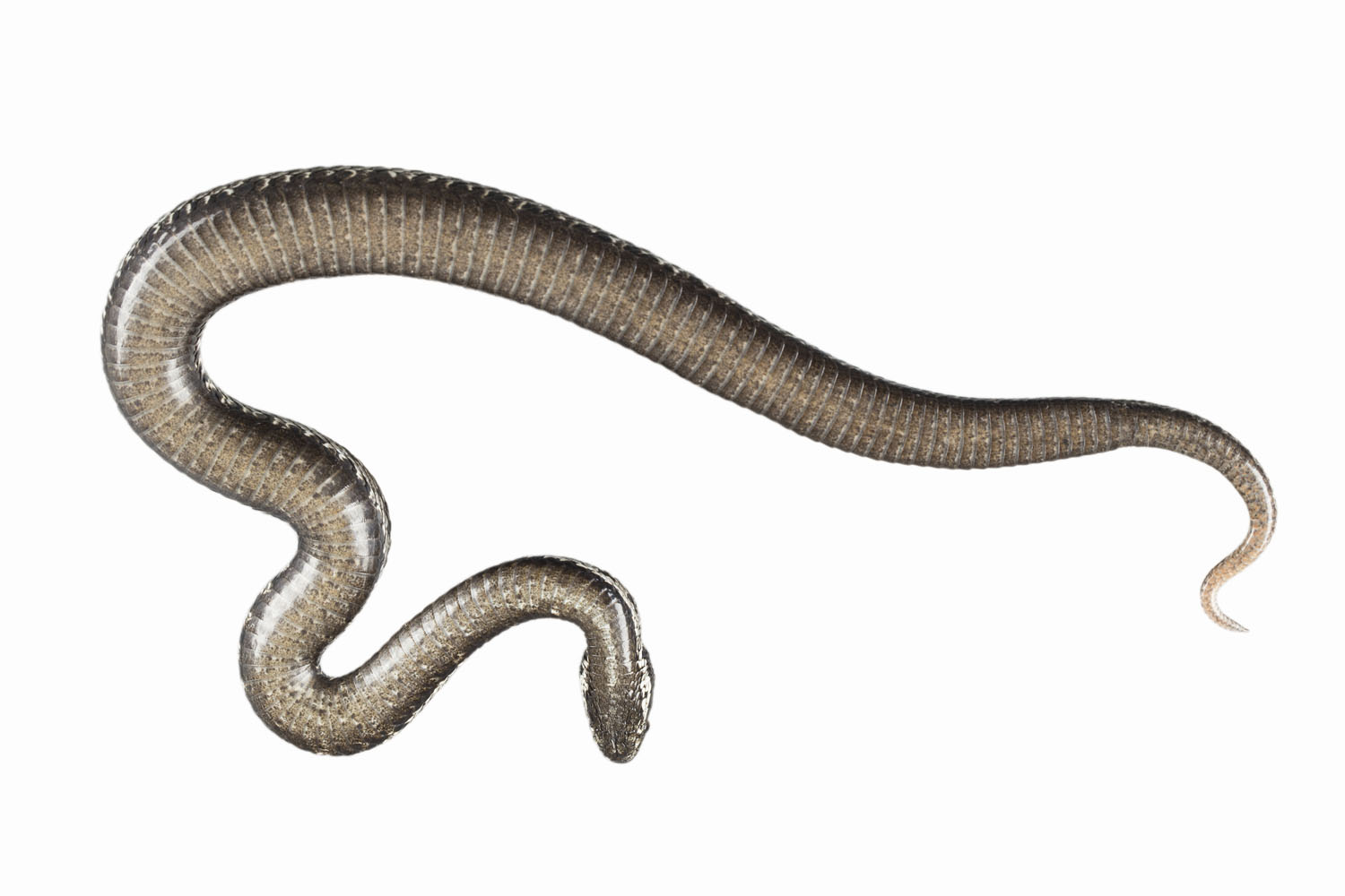 Galería Bioweb Ecuador