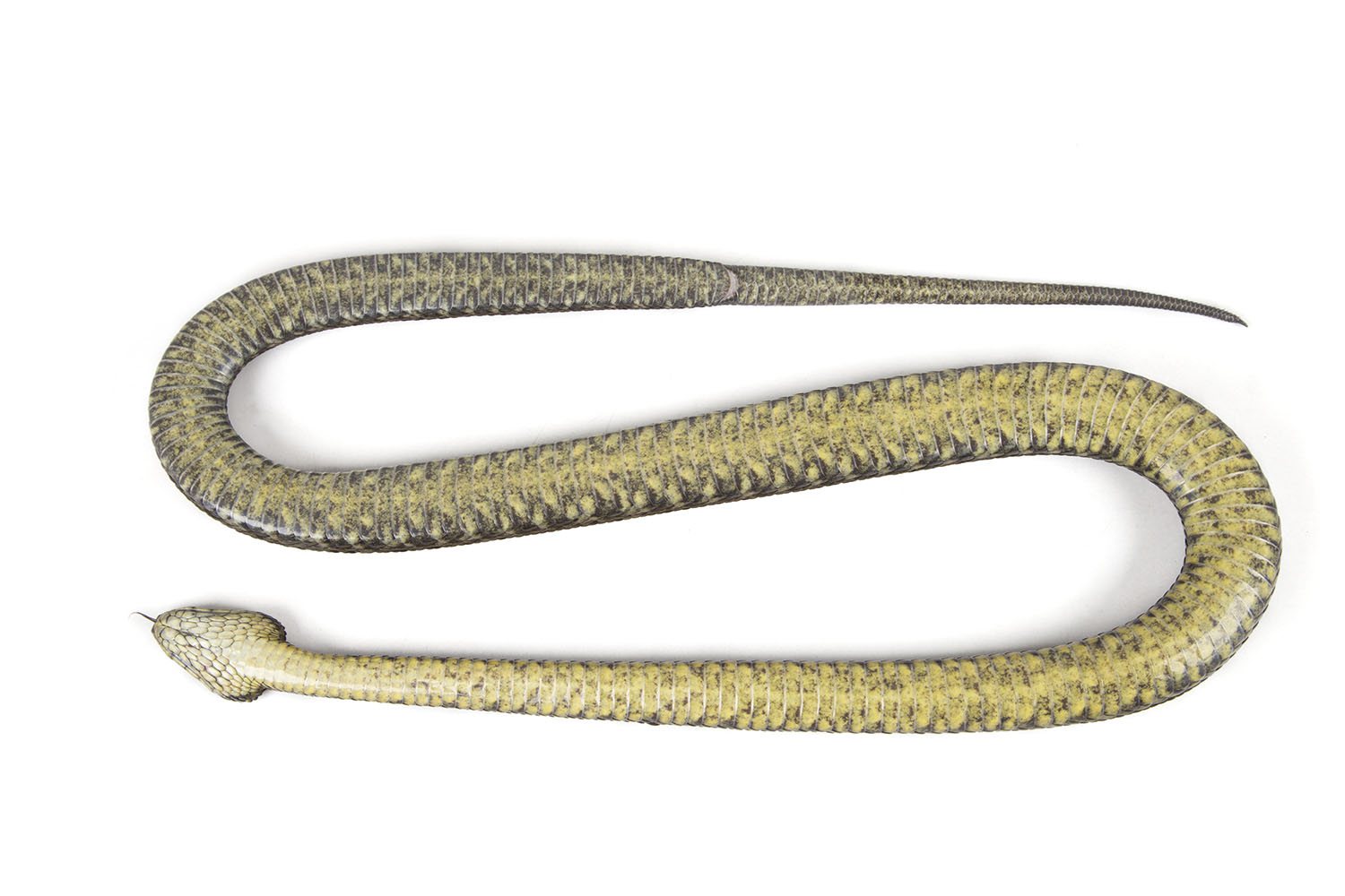 Reptiles del Ecuador