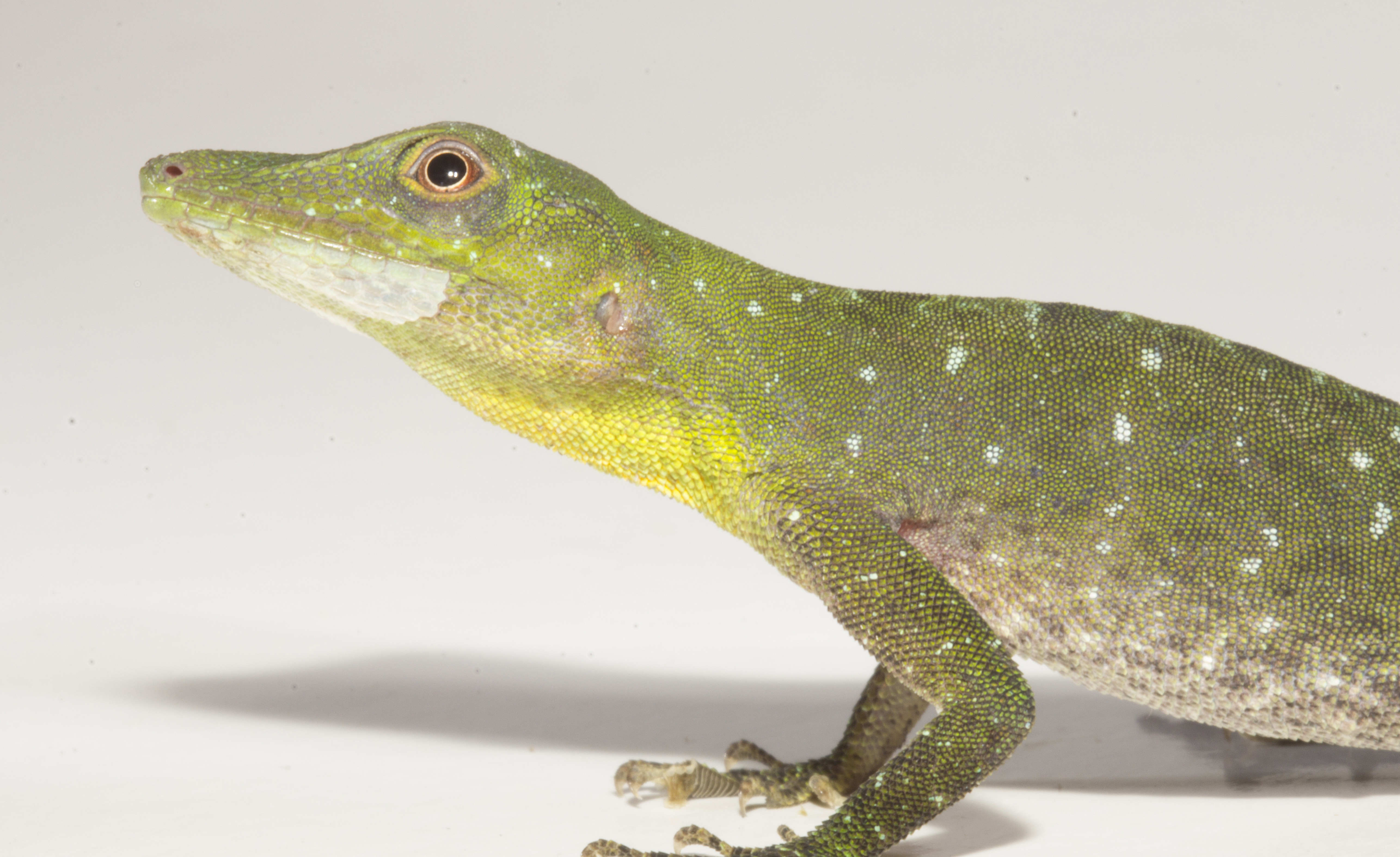 Reptiles del Ecuador