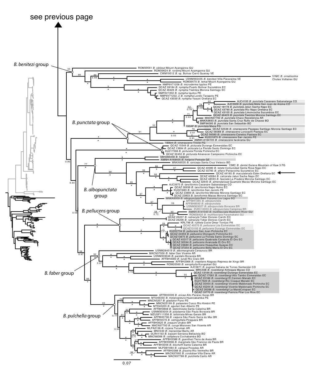 Anfibios del Ecuador