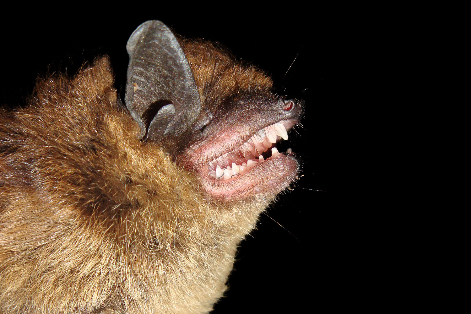 Mamíferos del Ecuador