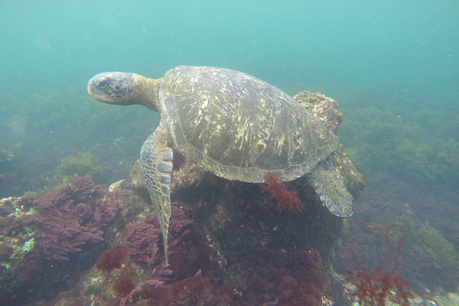 Galería Bioweb Ecuador