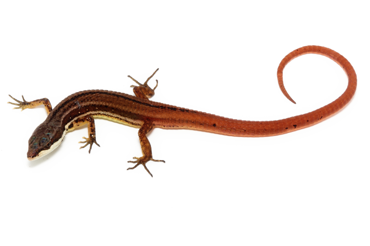 Galería Bioweb Ecuador