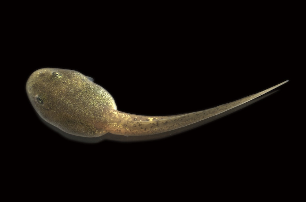 Anfibios del Ecuador