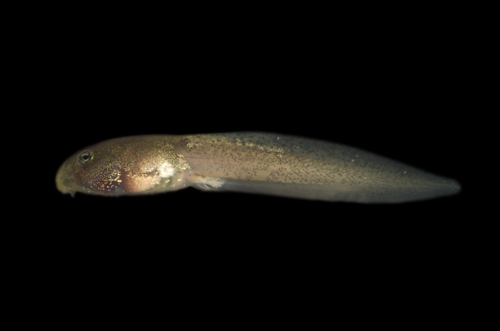 Anfibios del Ecuador