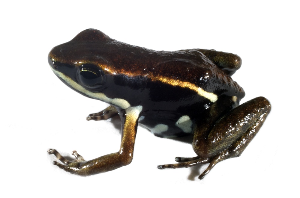 Galería Bioweb Ecuador