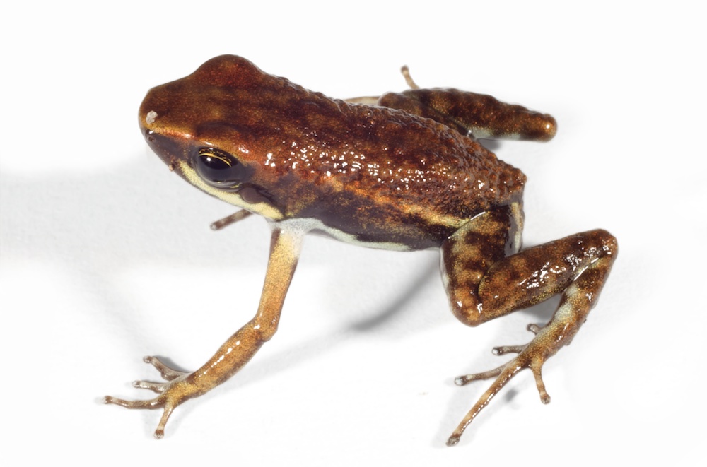 Galería Bioweb Ecuador