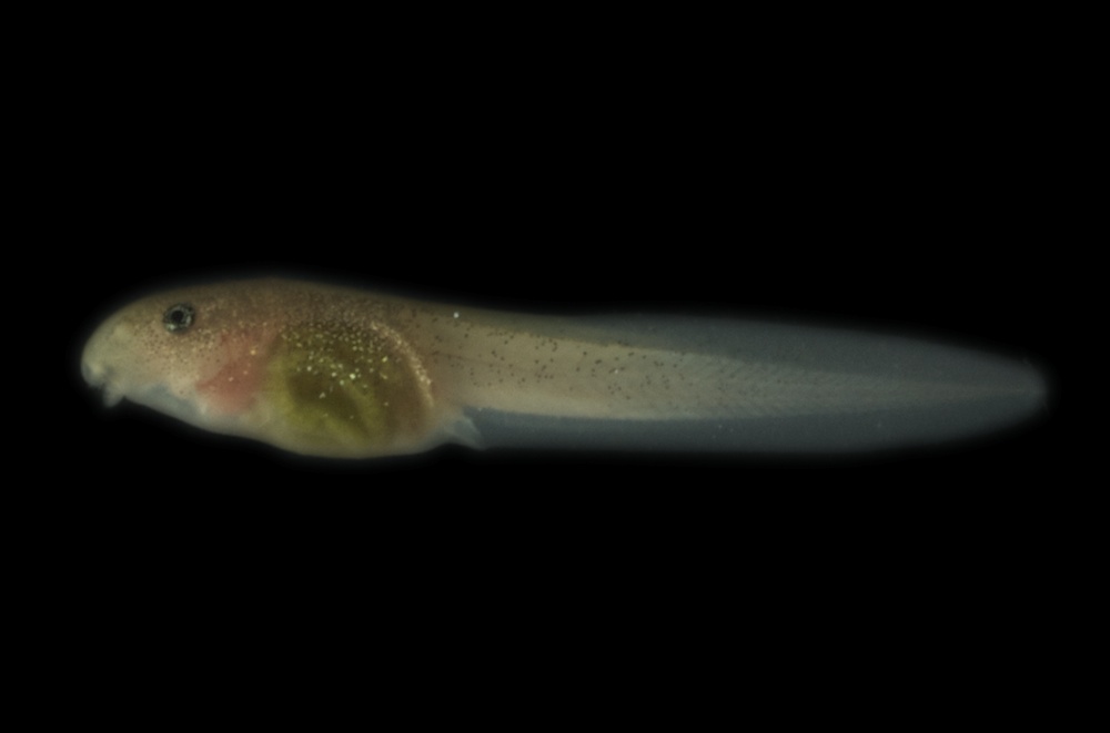 Anfibios del Ecuador