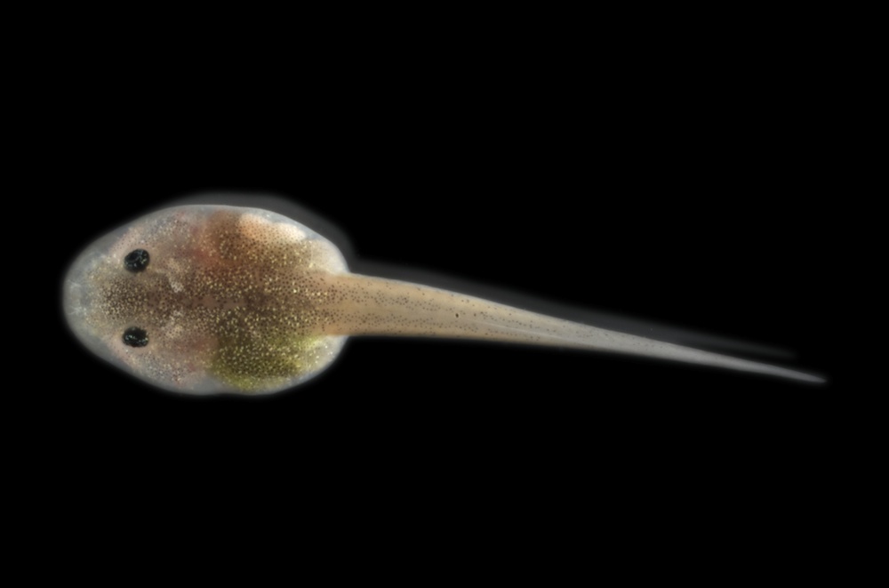Anfibios del Ecuador