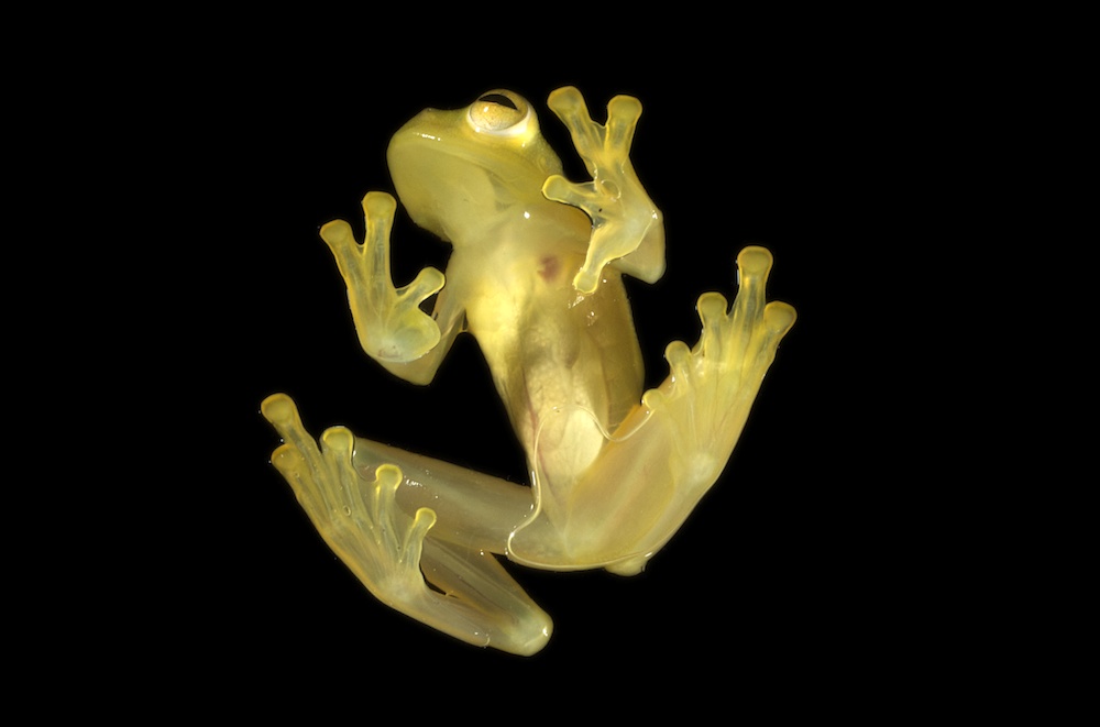 Anfibios del Ecuador