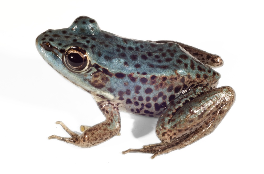 Galería Bioweb Ecuador