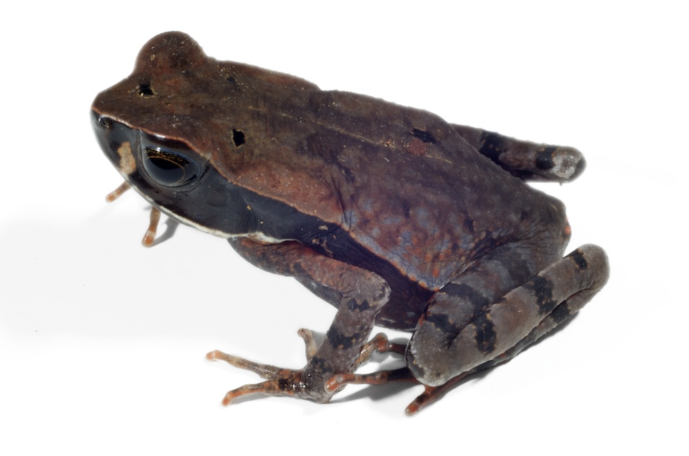 Galería Bioweb Ecuador