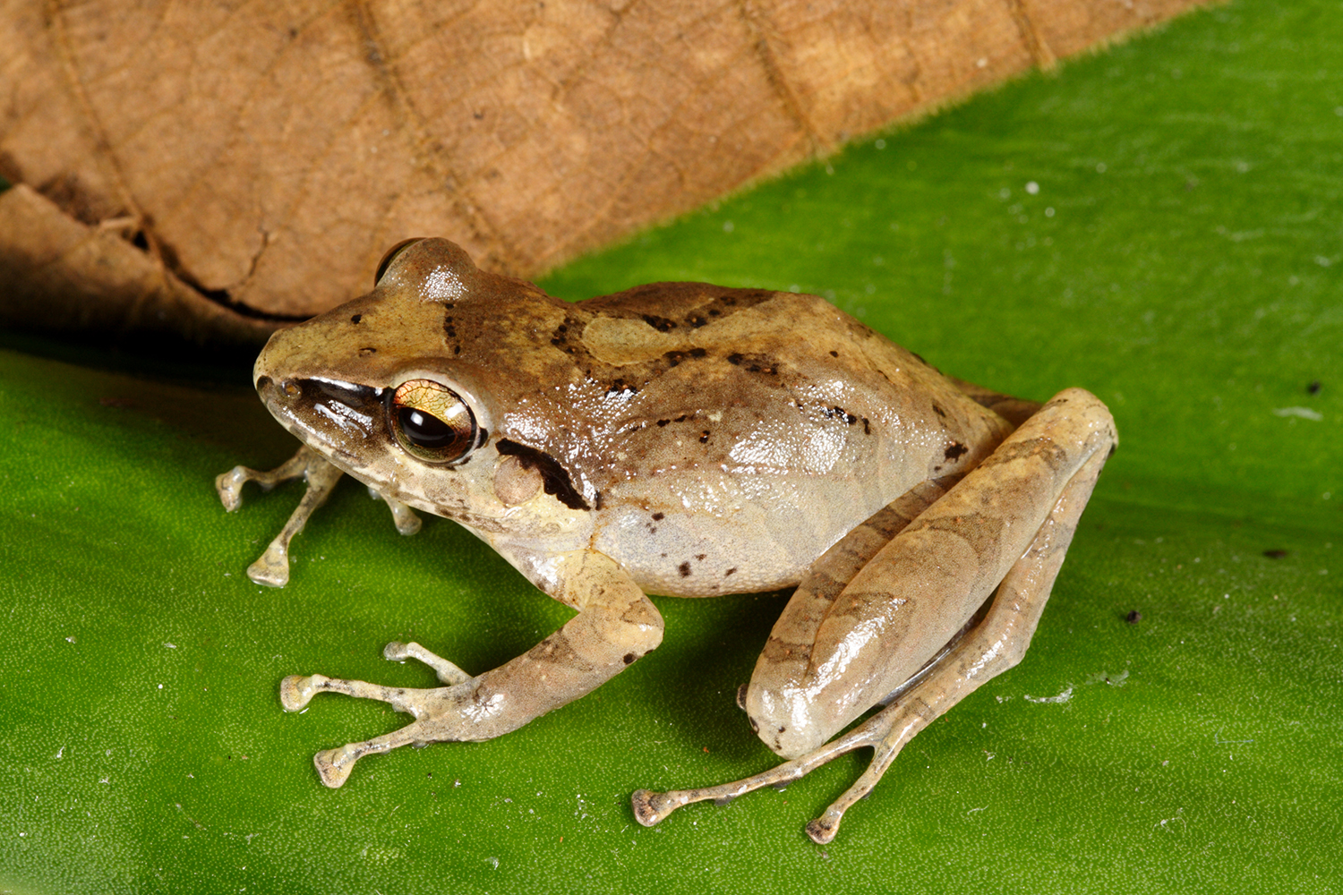 Galería Bioweb Ecuador