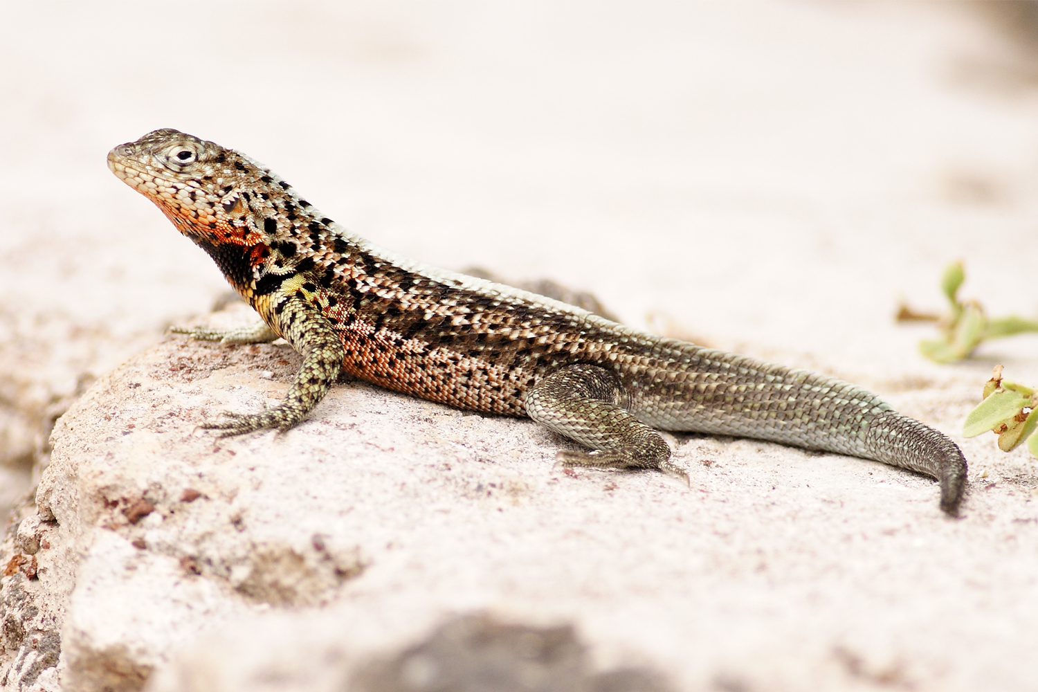 Reptiles del Ecuador