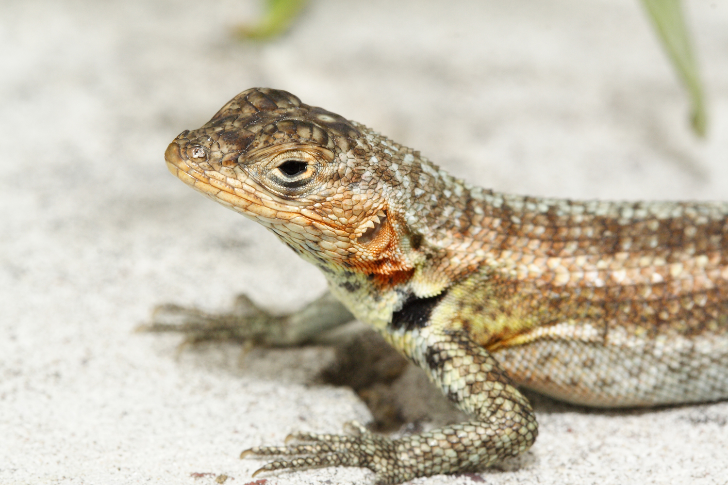 Reptiles del Ecuador