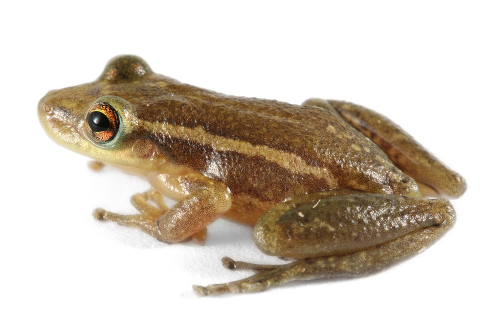 Galería Bioweb Ecuador