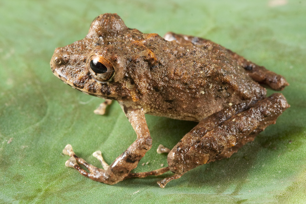 Galería Bioweb Ecuador