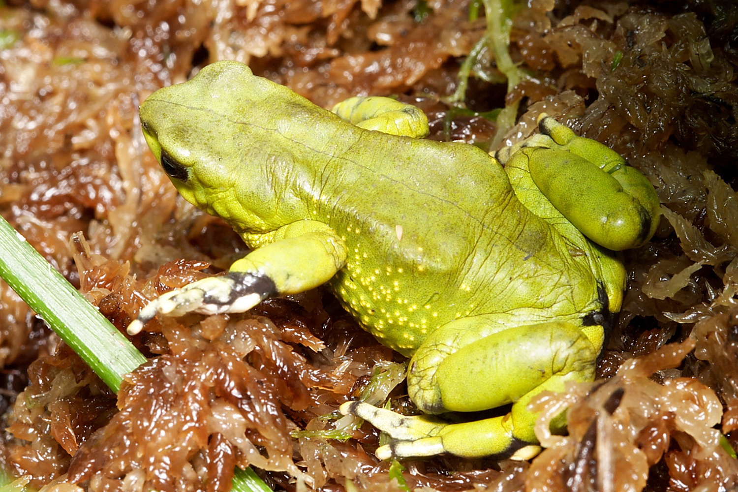 Galería Bioweb Ecuador