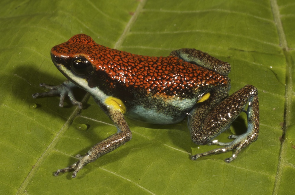 Galería Bioweb Ecuador