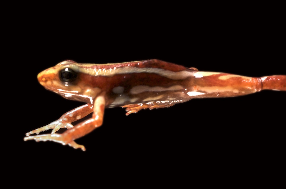 Galería Bioweb Ecuador