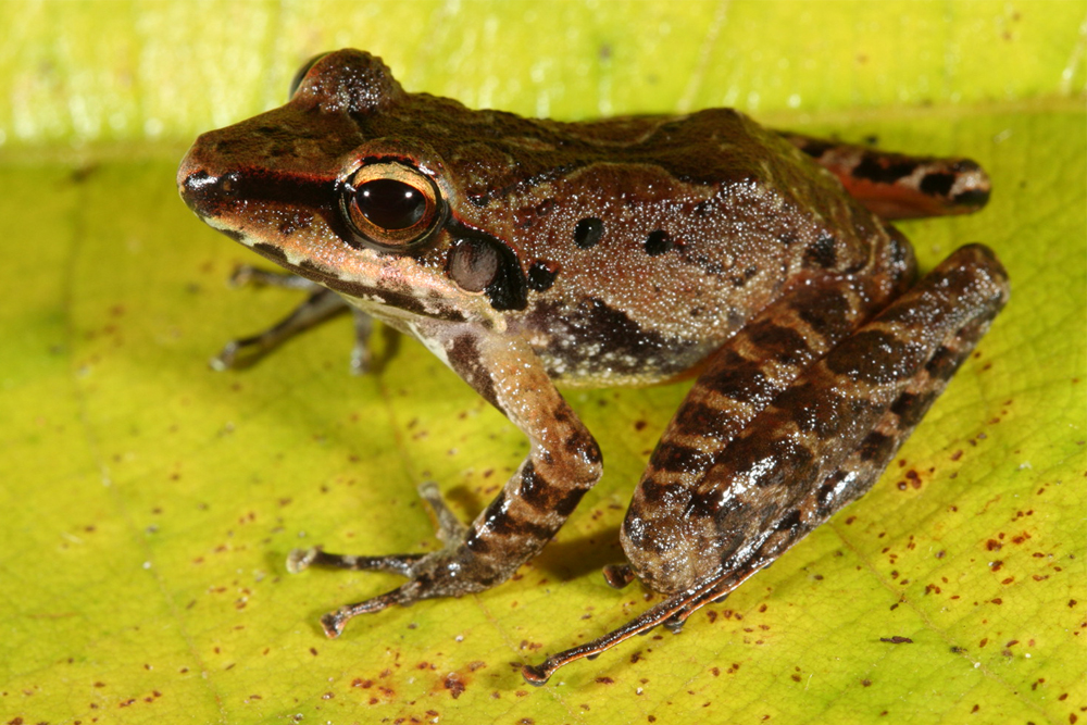 Galería Bioweb Ecuador