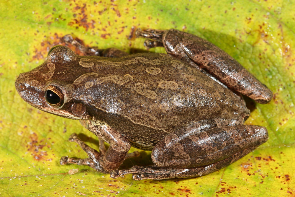 Galería Bioweb Ecuador