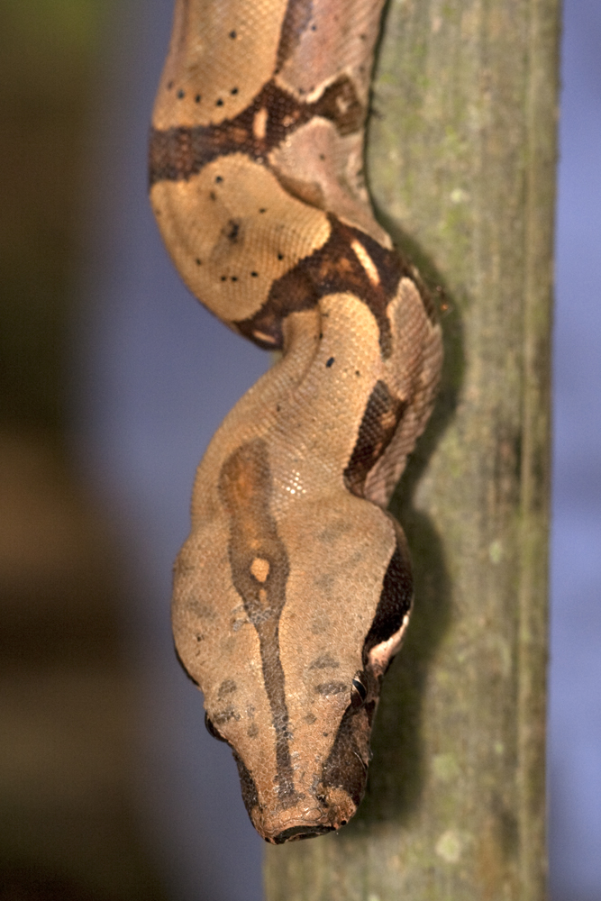 Galería Bioweb Ecuador
