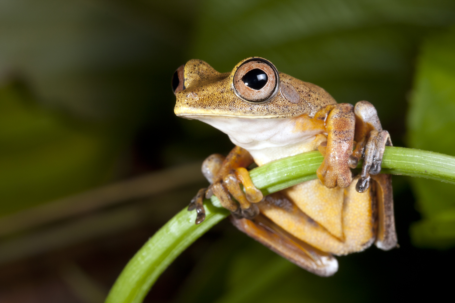 Galería Bioweb Ecuador
