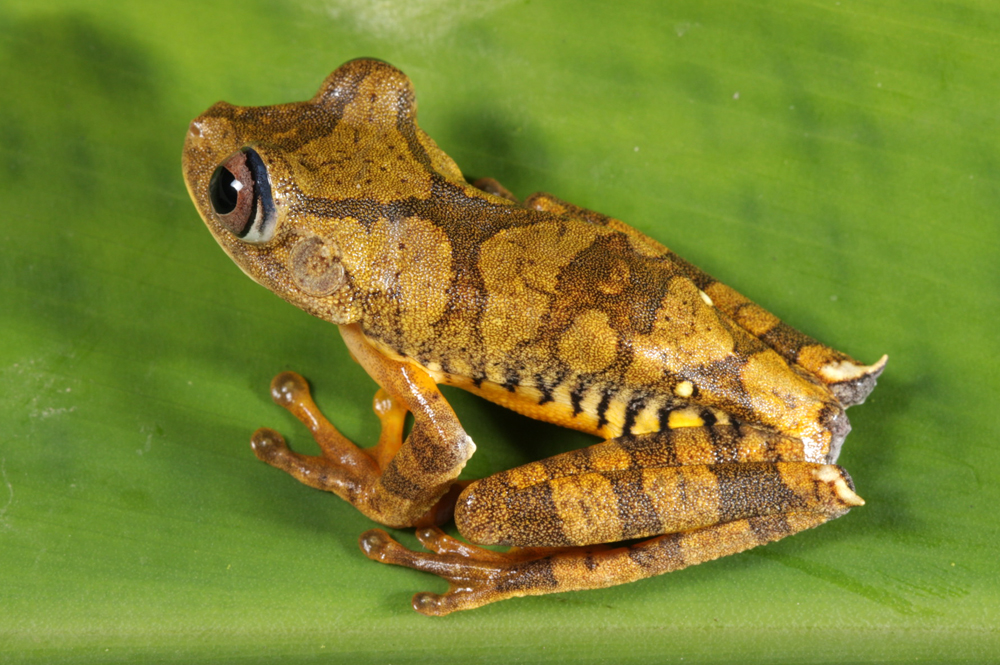 Galería Bioweb Ecuador