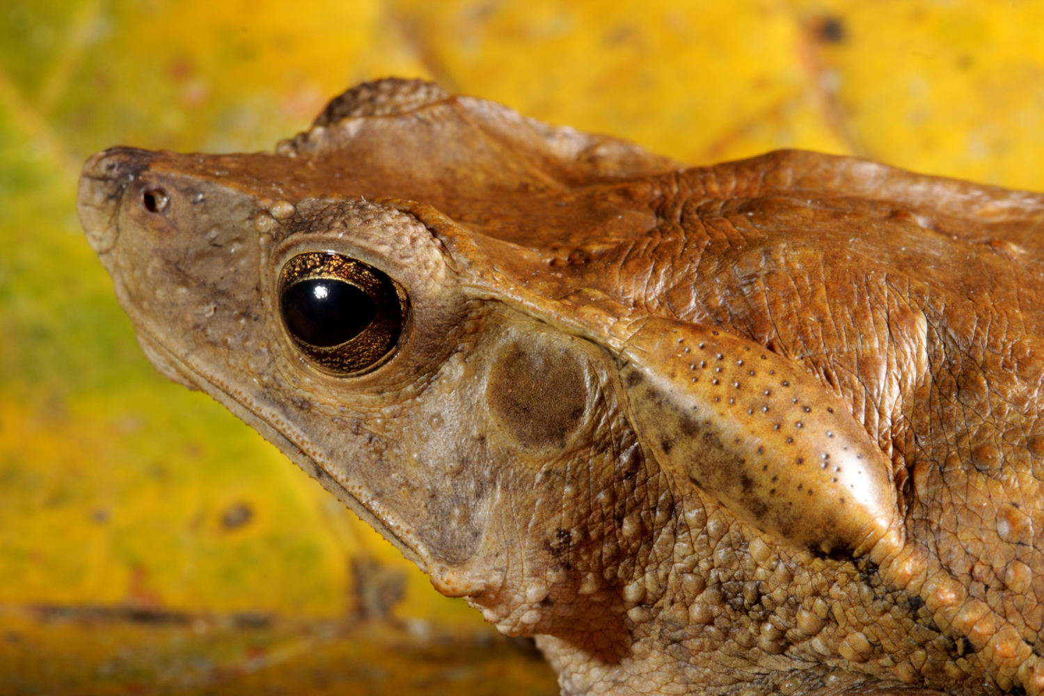 Galería Bioweb Ecuador