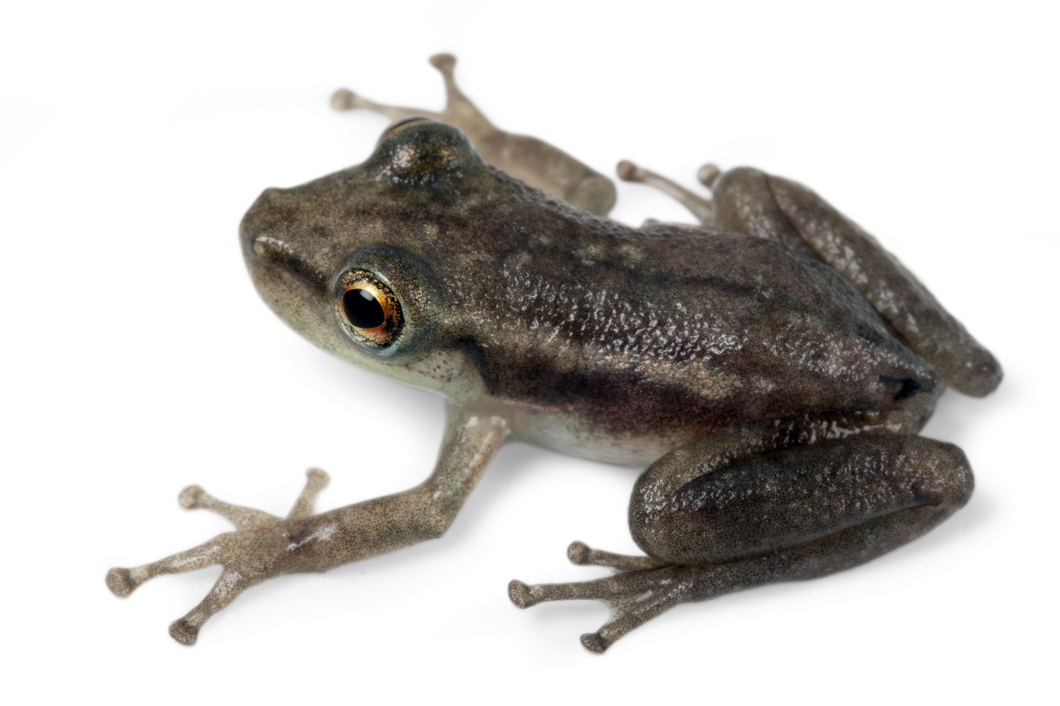 Galería Bioweb Ecuador