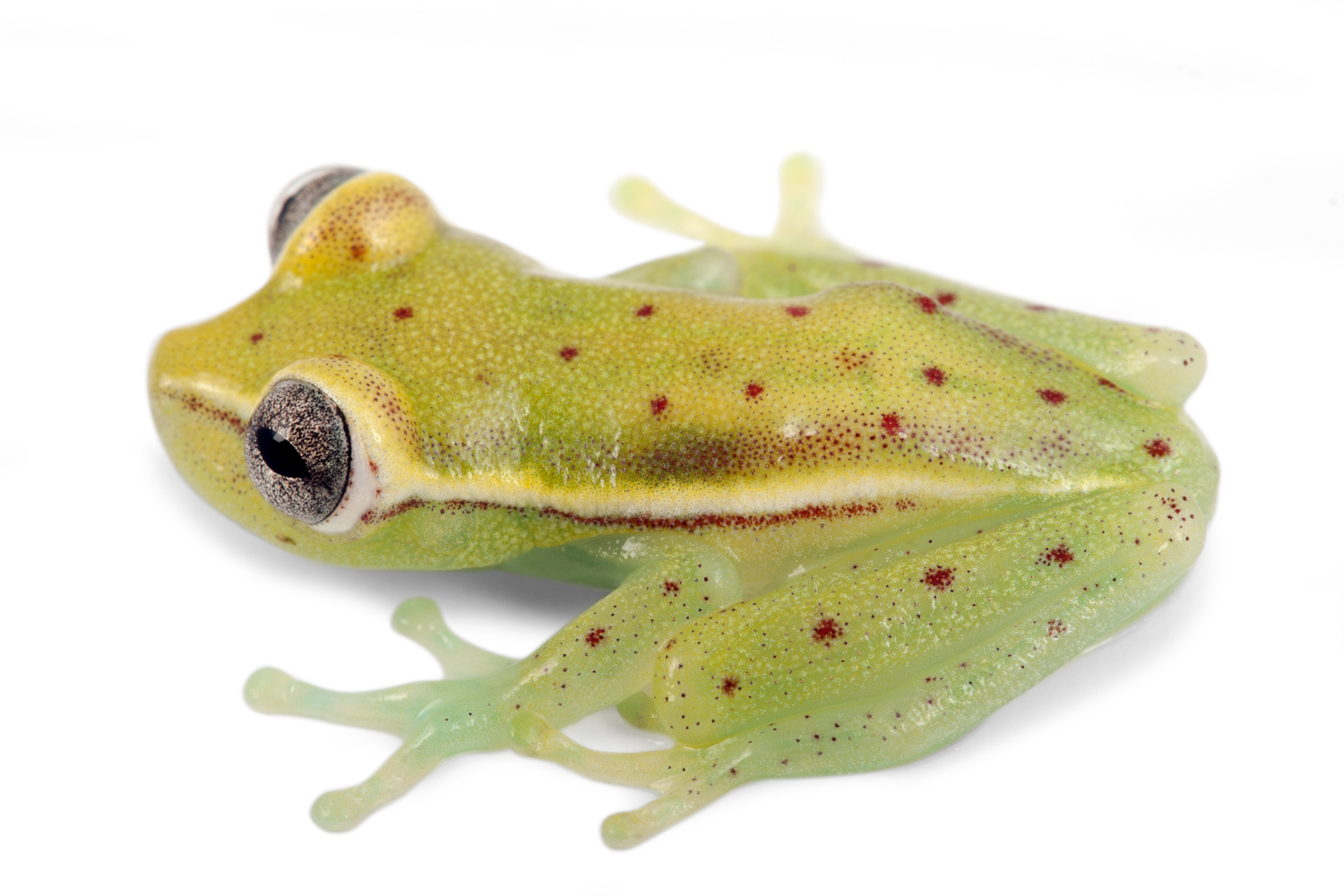 Galería Bioweb Ecuador