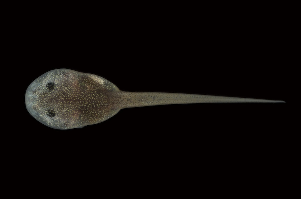 Anfibios del Ecuador