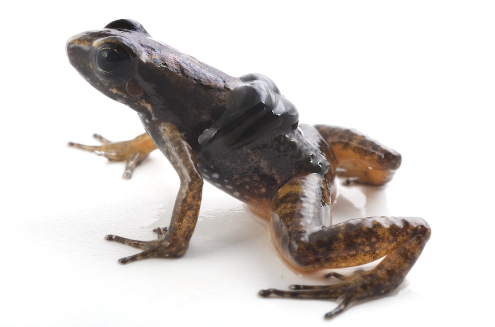 Galería Bioweb Ecuador